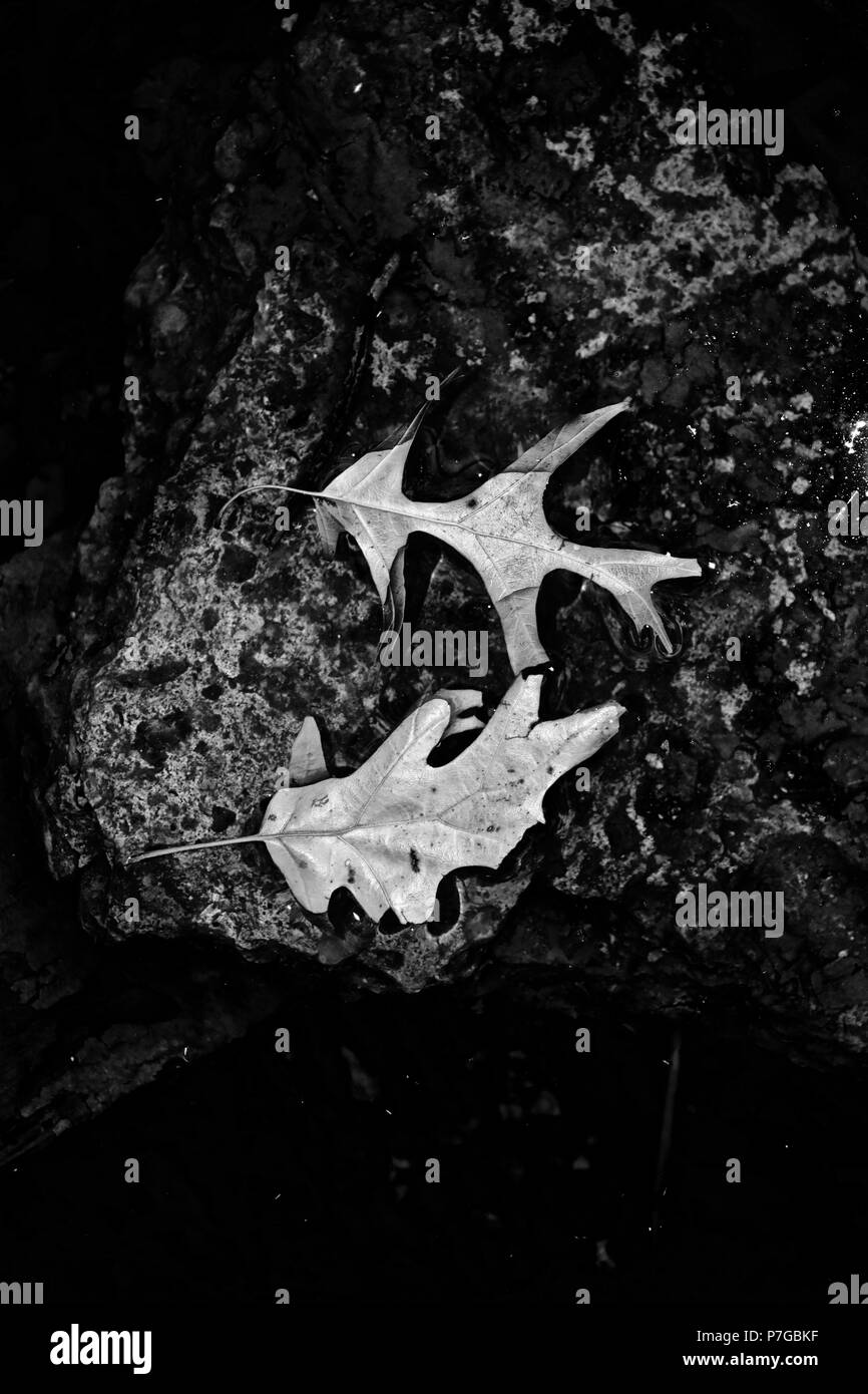 Leaf color change in Black and White Stock Photos & Images - Alamy