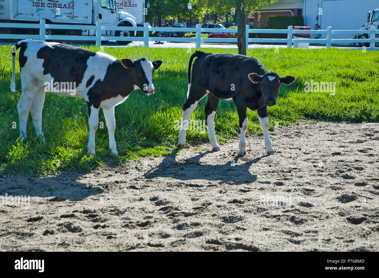 Farm Animals are always a treat to visit Stock Photo - Alamy
