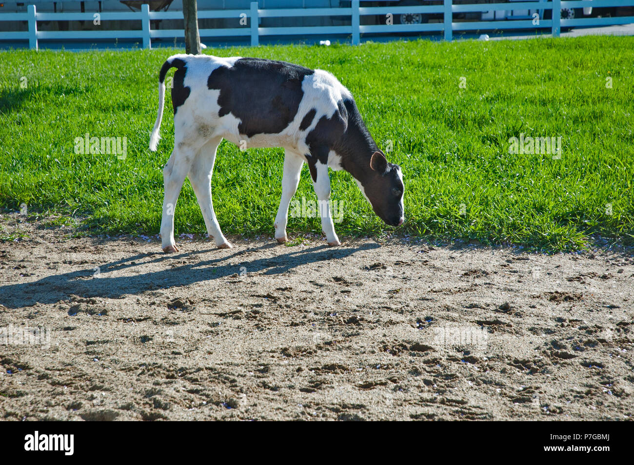 Farm Animals are always a treat to visit Stock Photo - Alamy