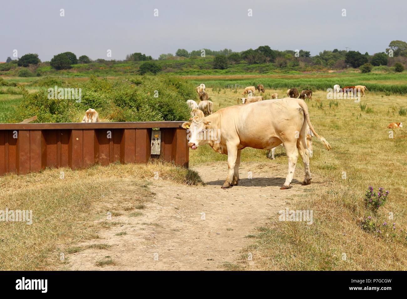 Suffolk cows hi-res stock photography and images - Alamy