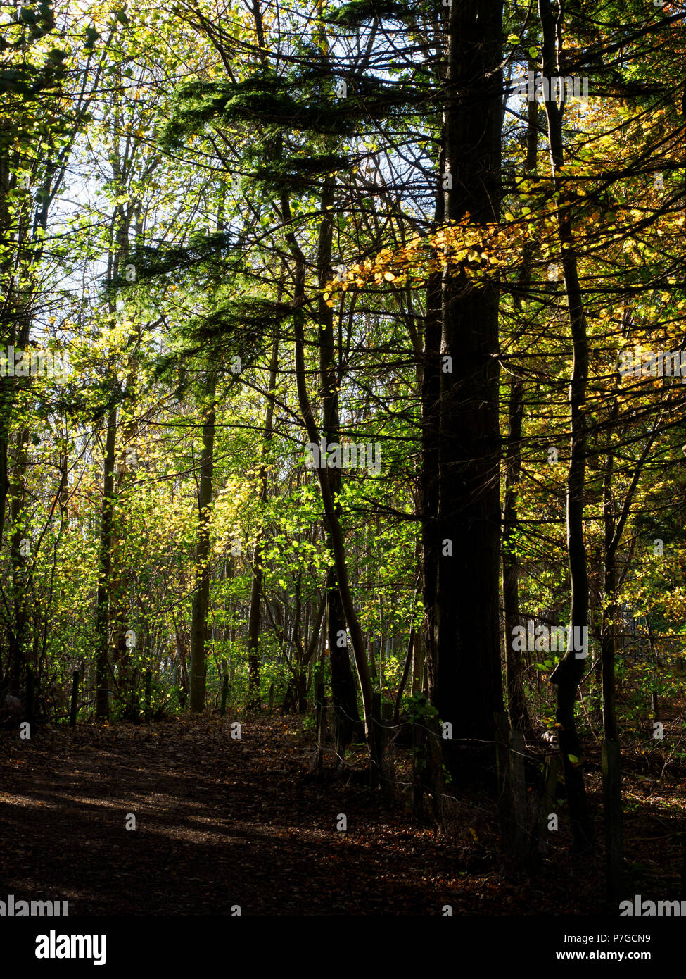 Autumn colours in the mixed beechwoods at the William Wallace statue ...