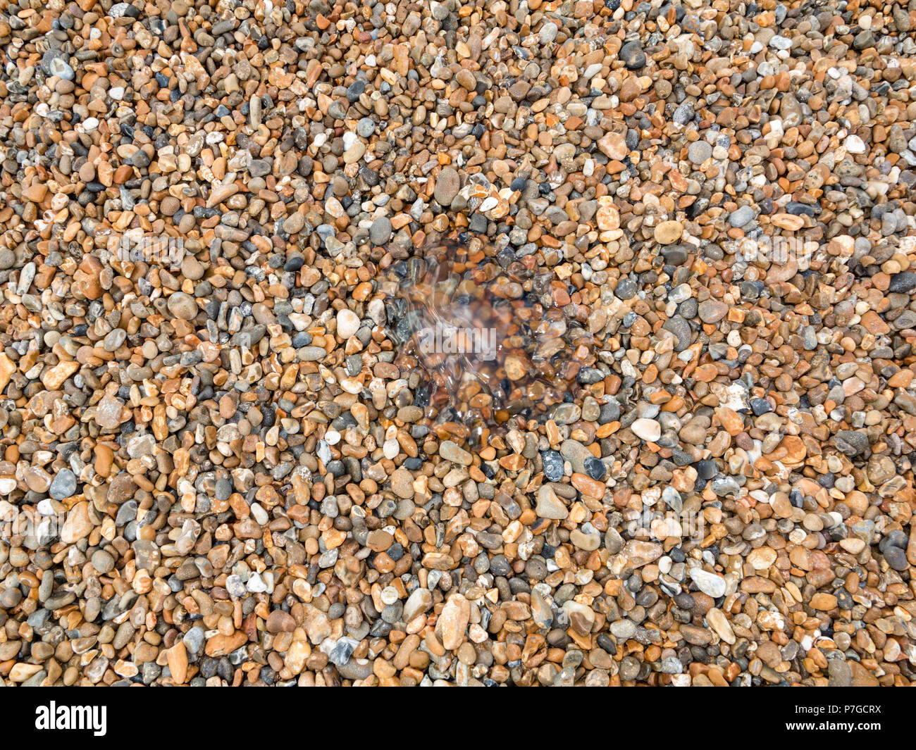 Mesoglea remains of jelly fish on pebble beach Stock Photo - Alamy