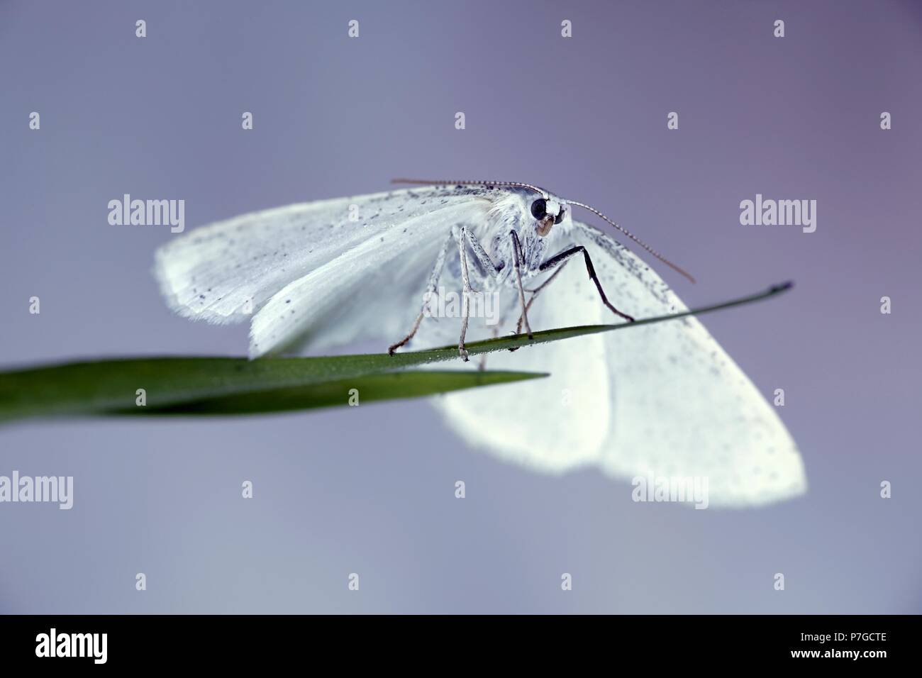 Common white wave moth, Cabera pusaria Stock Photo - Alamy