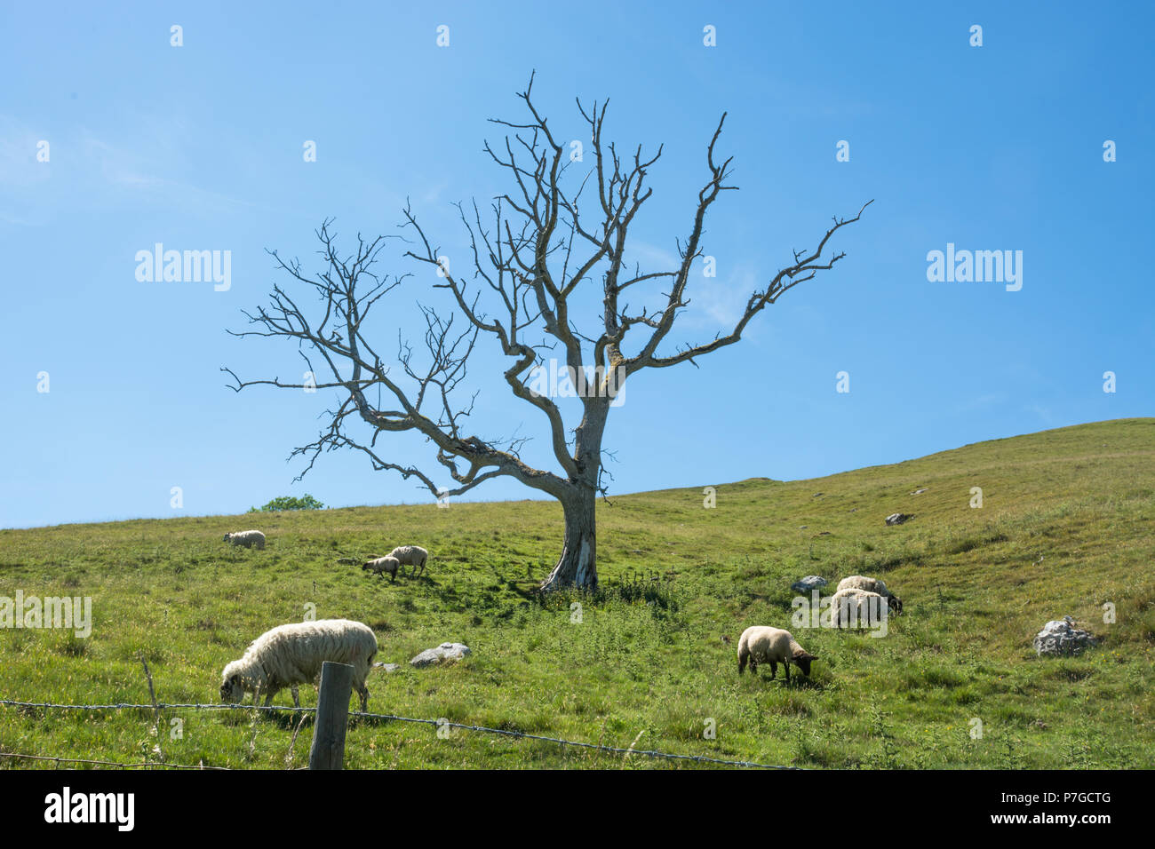 Dead farm animals field hi-res stock photography and images - Alamy