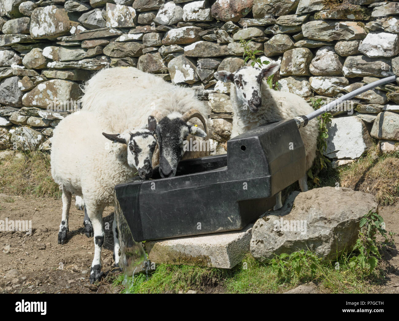 Lamb drinking water hi-res stock photography and images - Alamy