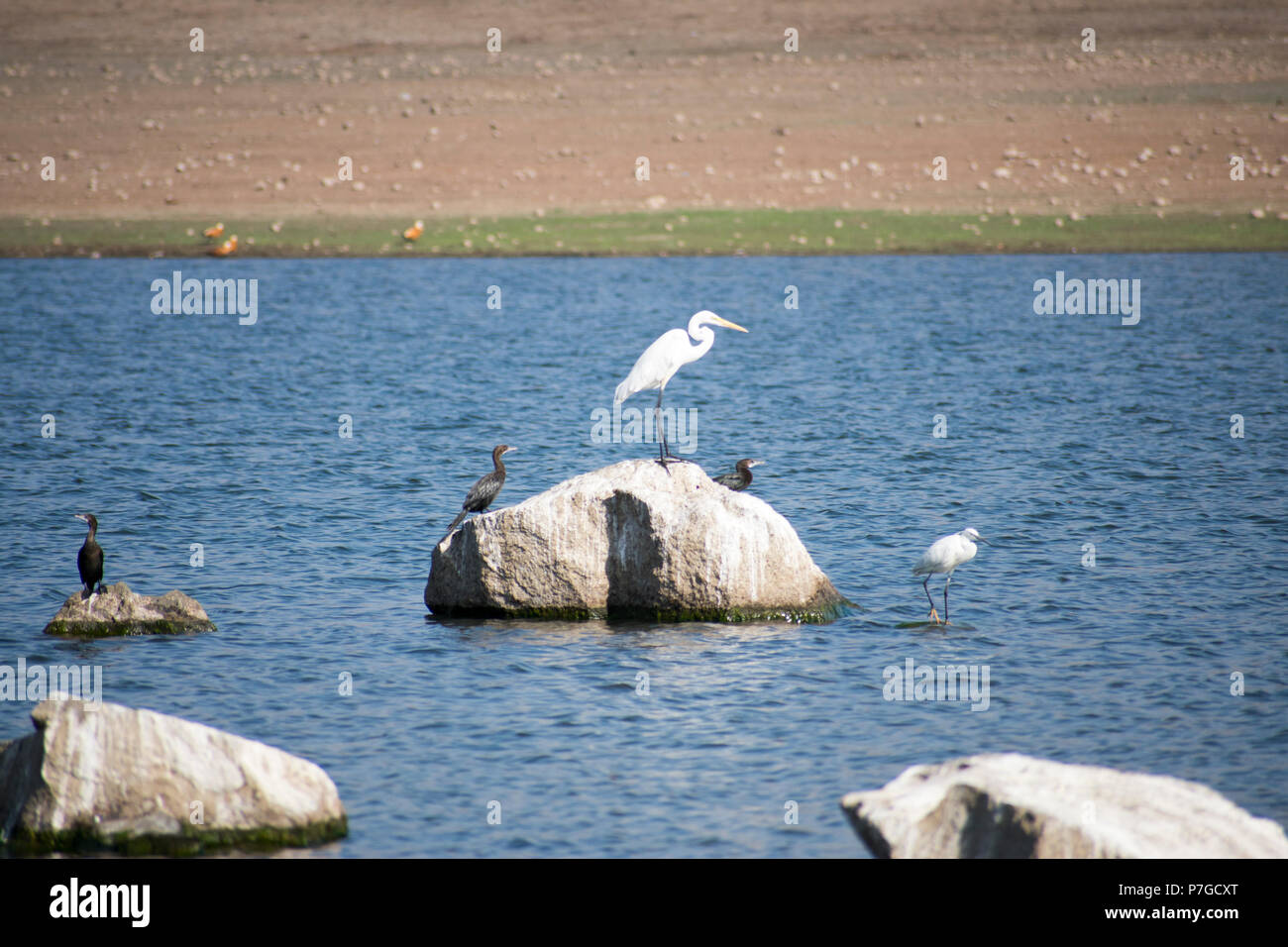 Indian bagula hi-res stock photography and images - Alamy