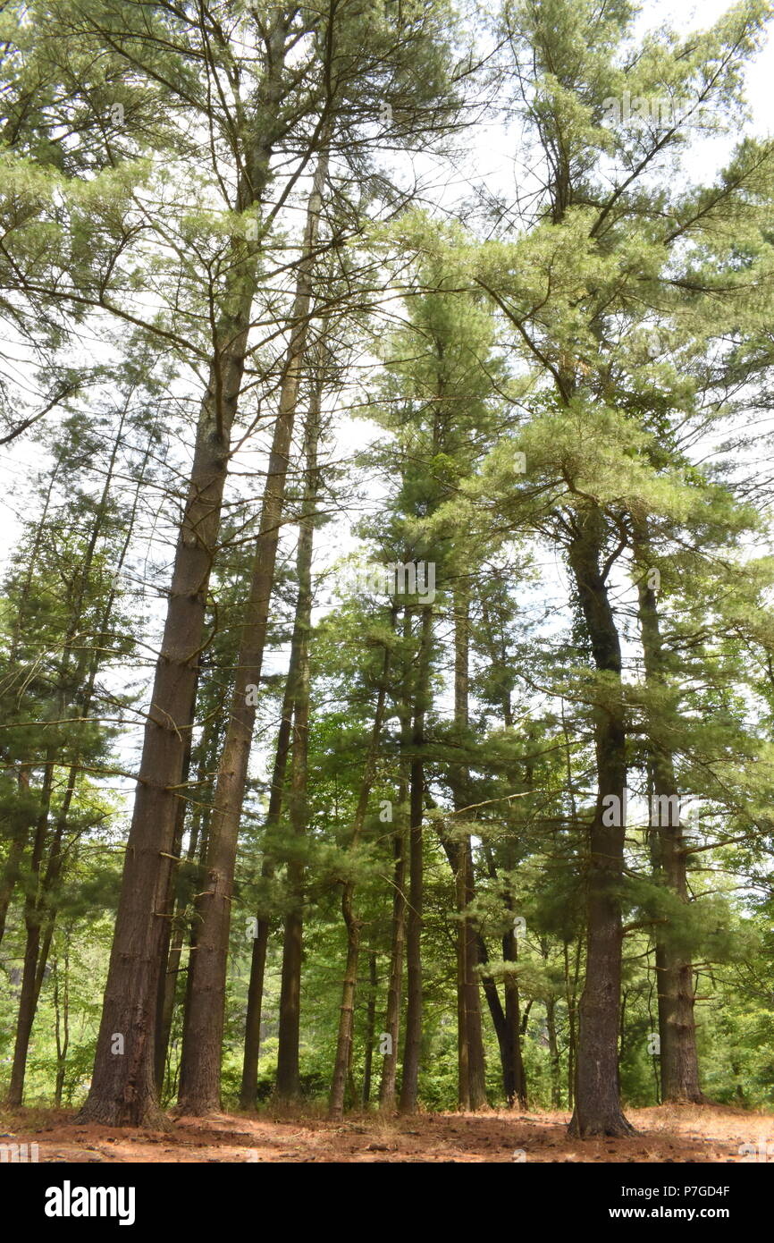 Forest many long trees hi-res stock photography and images - Alamy