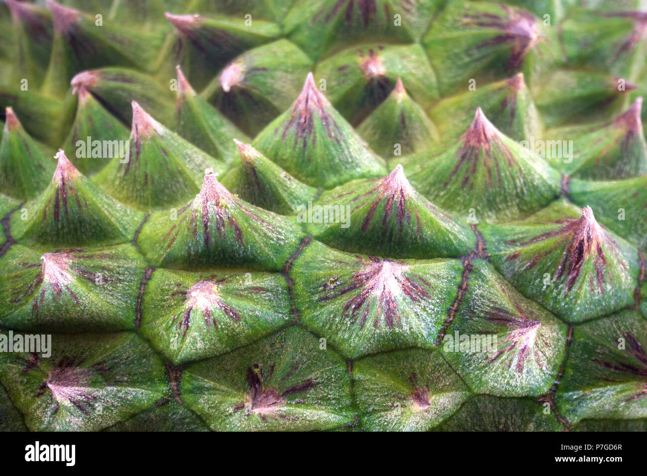 Durian texture hi-res stock photography and images - Alamy