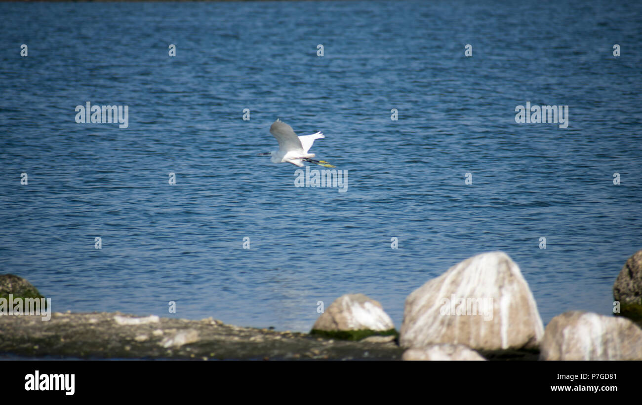 Little Egret Egretta garzetta Bird flying on lake Stock Photo - Alamy