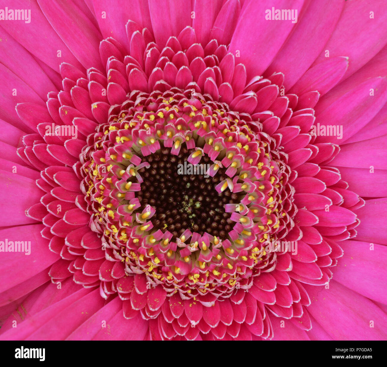 Gerbera close up hi-res stock photography and images - Alamy