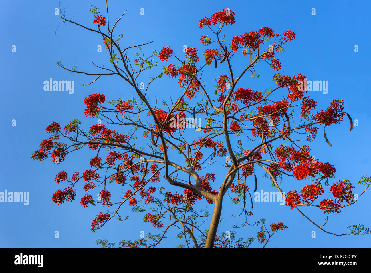 Gulmohar family hi-res stock photography and images - Alamy