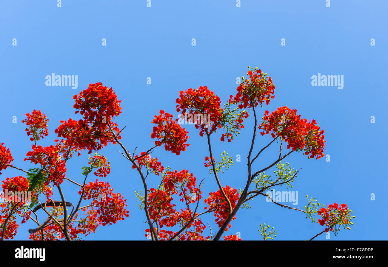 Gulmohar family hi-res stock photography and images - Alamy