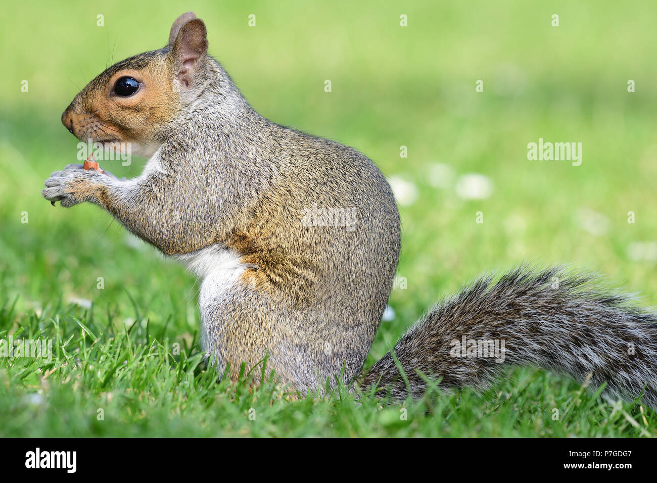 Side view of a grey squirrel standing up while eating a nut Stock Photo ...