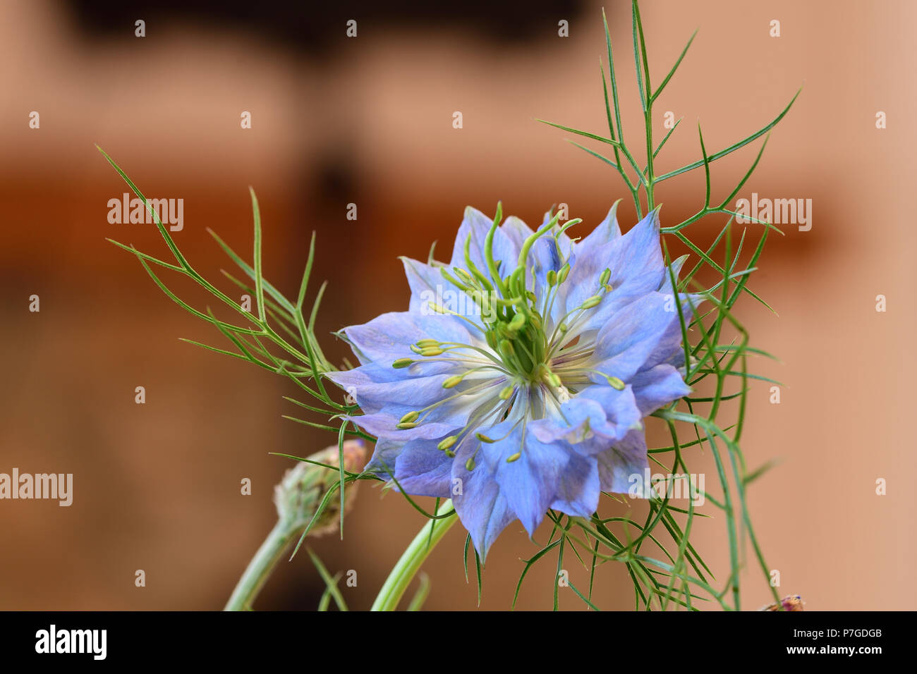 Close up of a devil in the bush flower in bloom Stock Photo - Alamy
