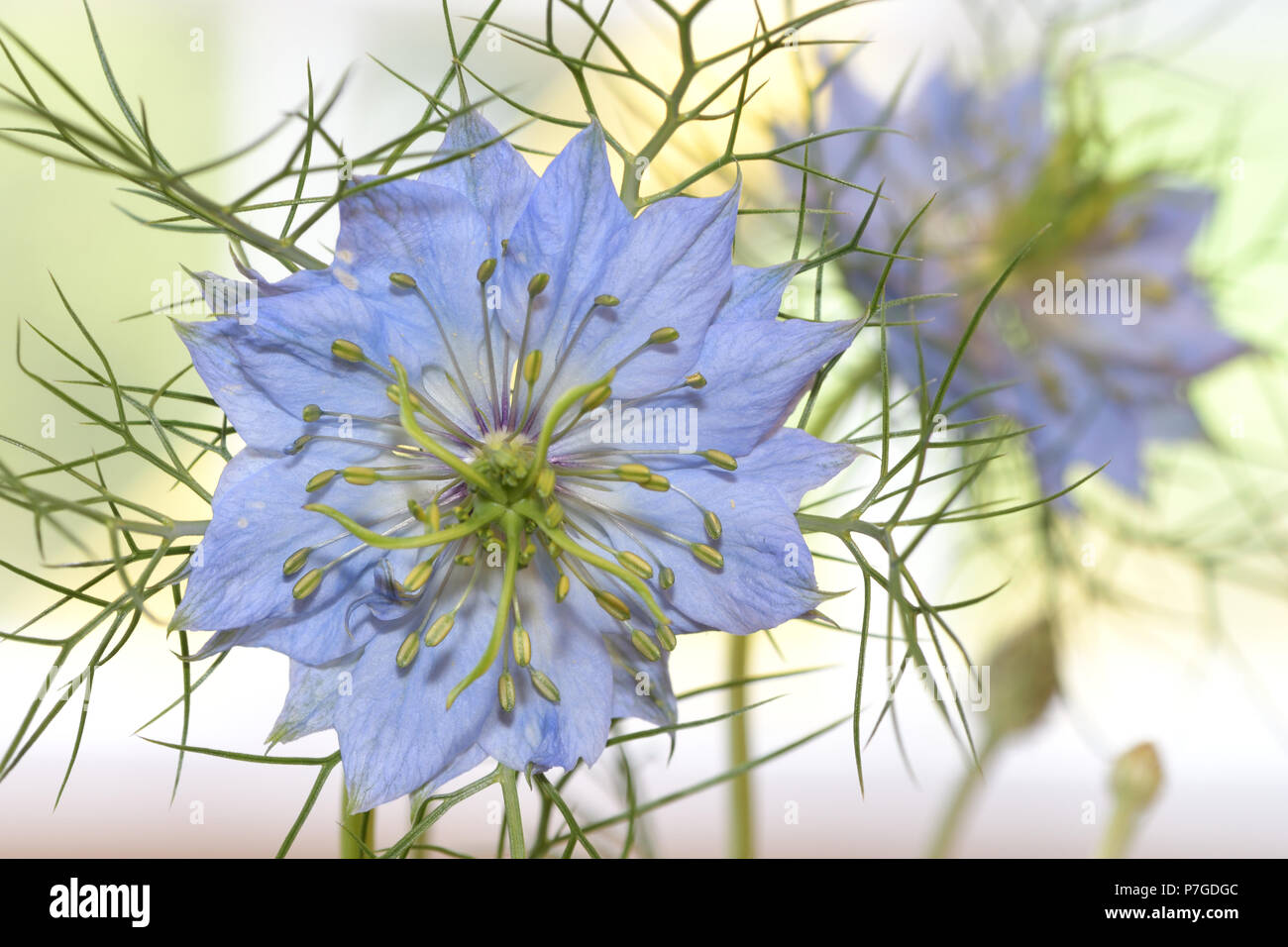 Blue devil flowers hi-res stock photography and images - Alamy