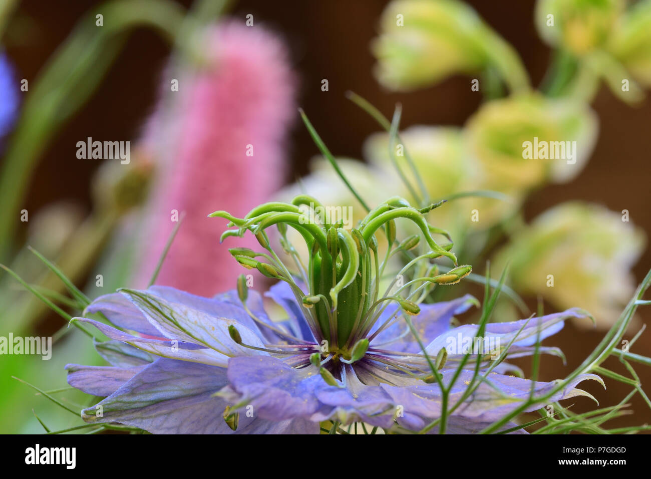 Close up of a devil in the bush flower in bloom (Nigella damascena ...