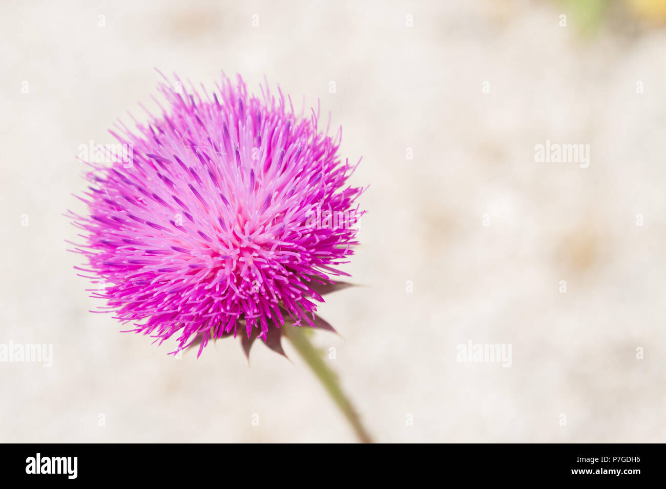 Purple ball shaped flowers hi-res stock photography and images - Alamy