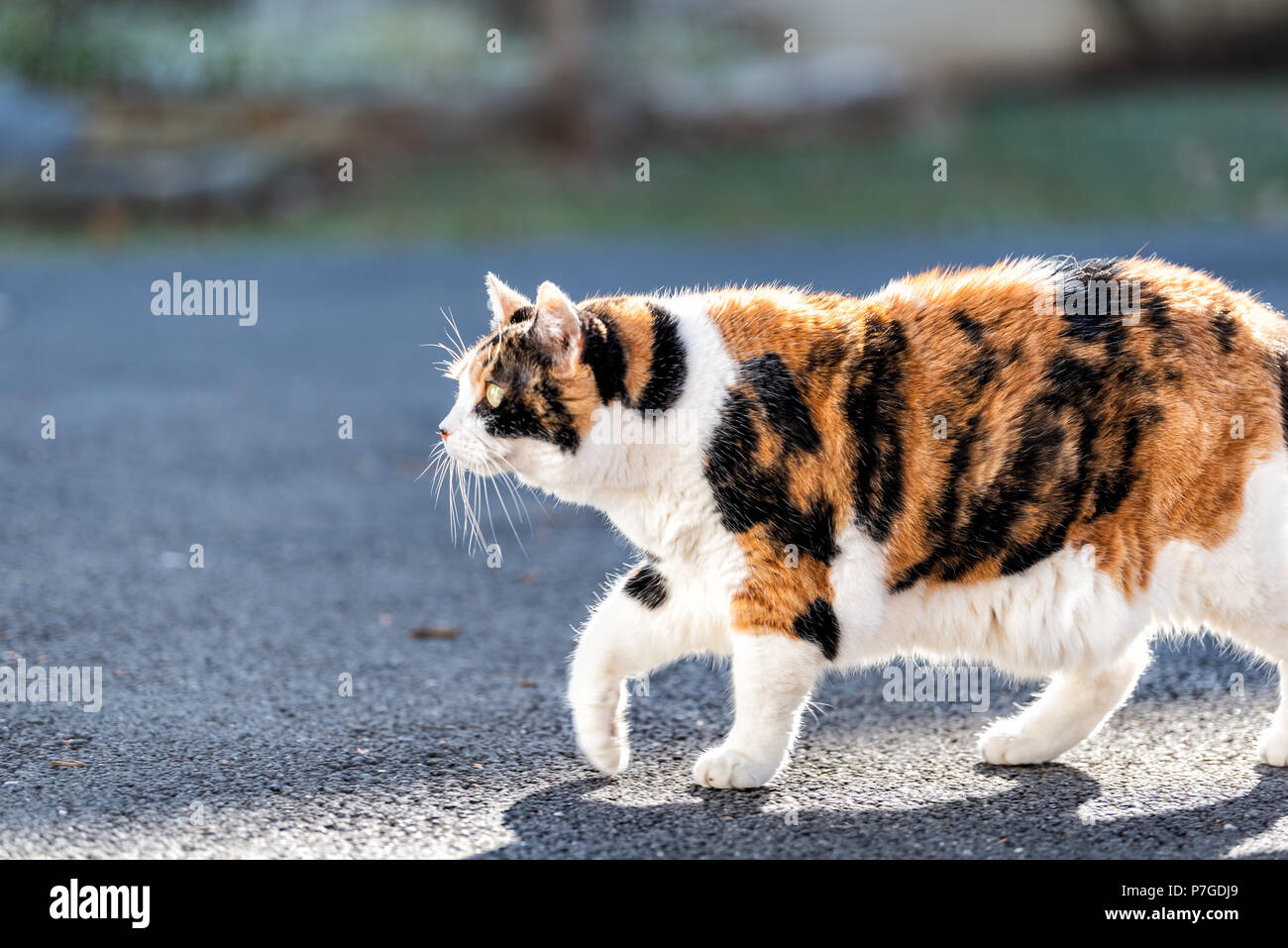 Outdoors calico cat outside hunting, walking on paved sidewalk ...