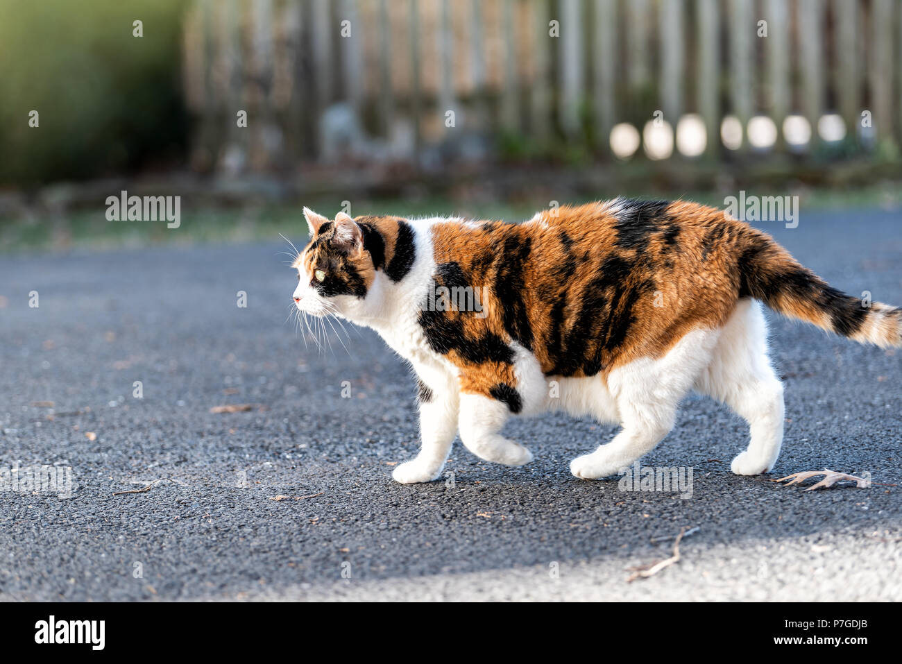 One calico cat outside hunting, walking on paved sidewalk, pavement ...