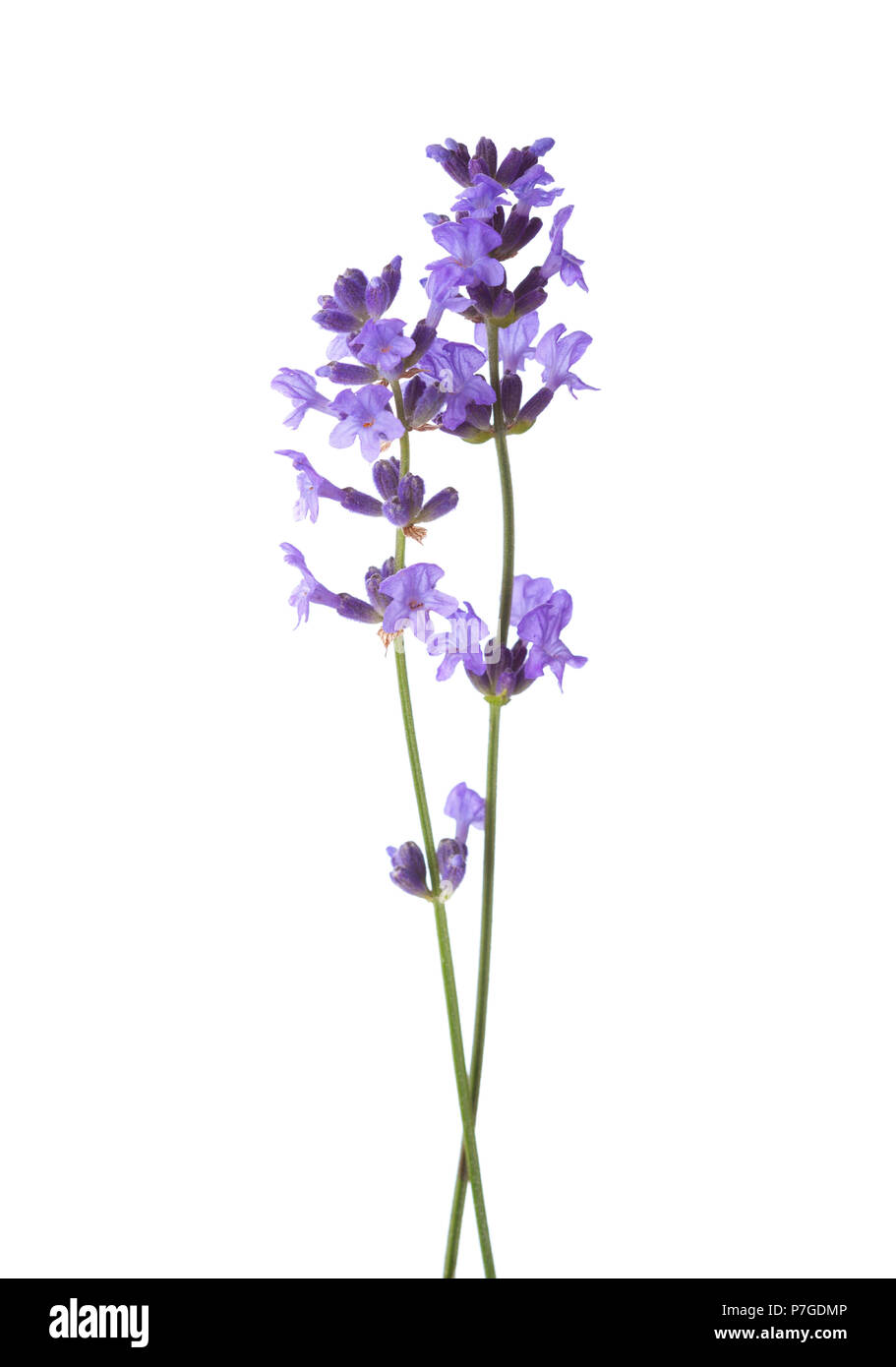 Two sprigs of lavender isolated on white background Stock Photo - Alamy