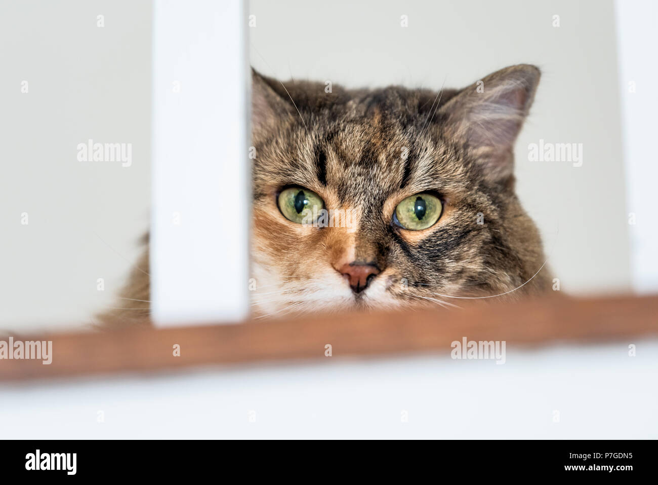 Calico maine coon cat face closeup, lying on carpet floor, hiding ...