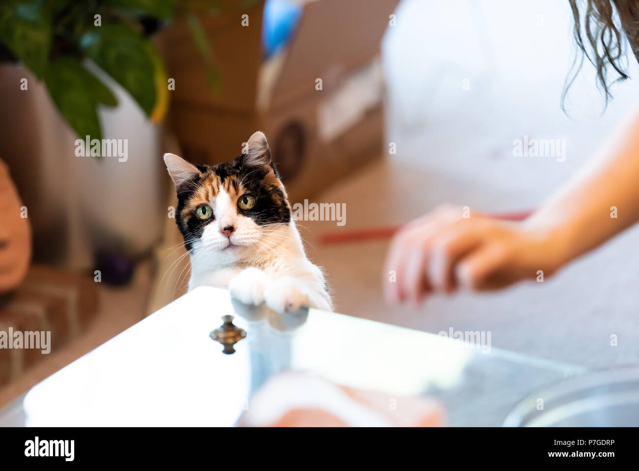 Calico cat standing up on hind legs, leaning on table with two front ...