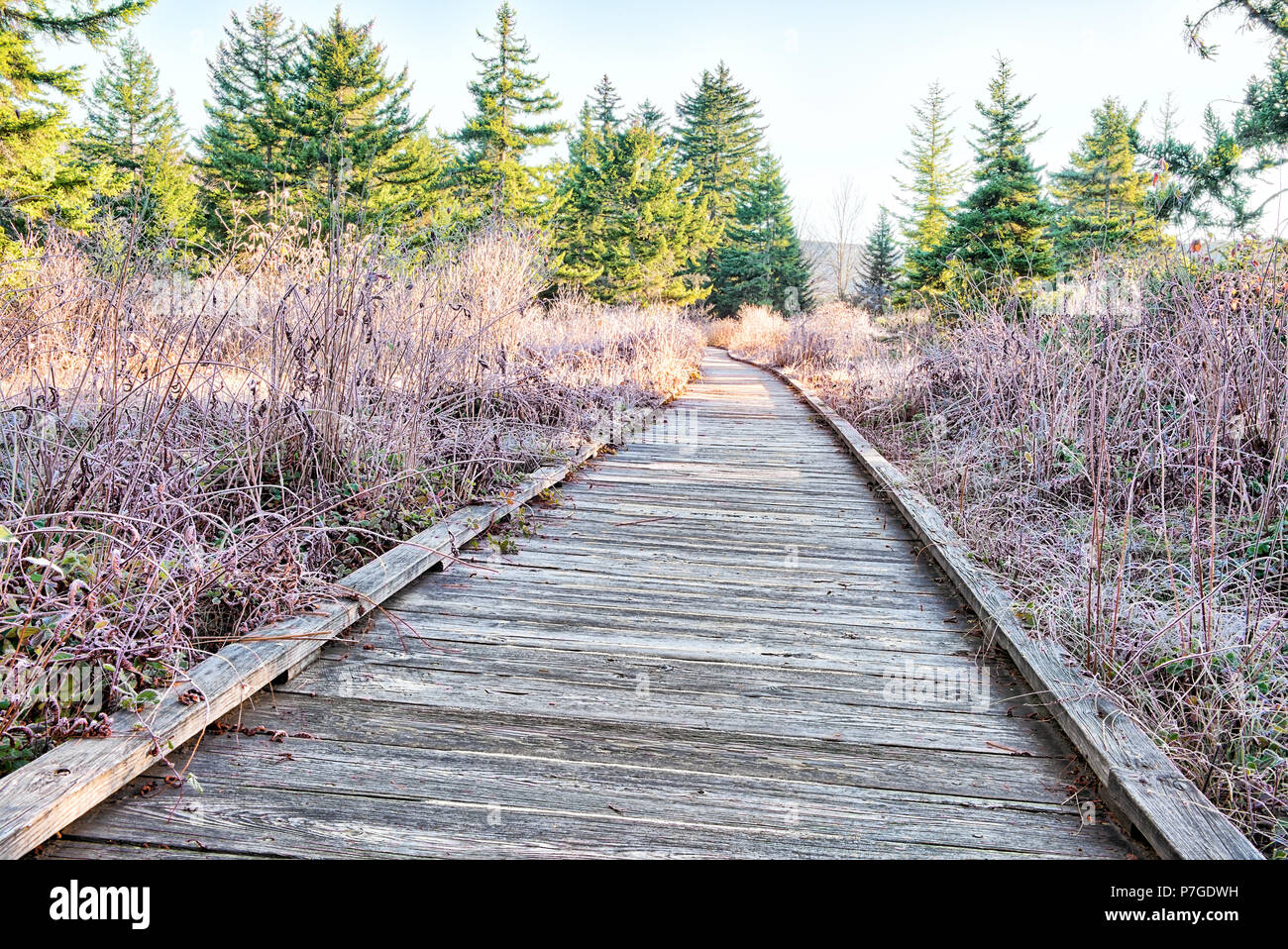 Frost white winter landscape with bushes, boardwalk and morning ...