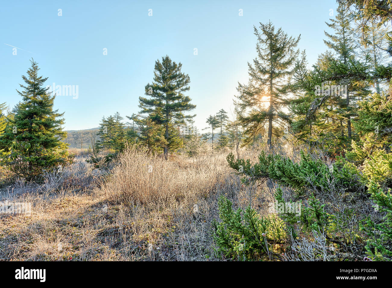 Frost winter landscape with pine trees and morning sun sunlight ...