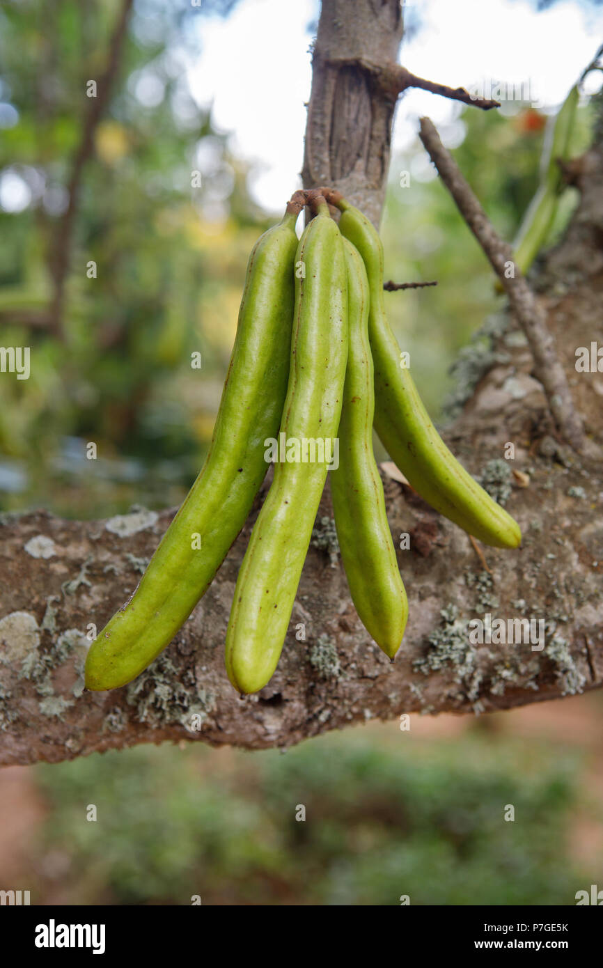 Carob, green plants, Mallorca; Spain Stock Photo - Alamy