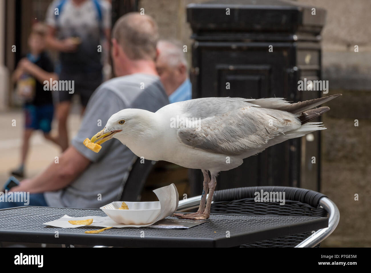 seagull eating chips from some paper left on a restaurant table Stock ...