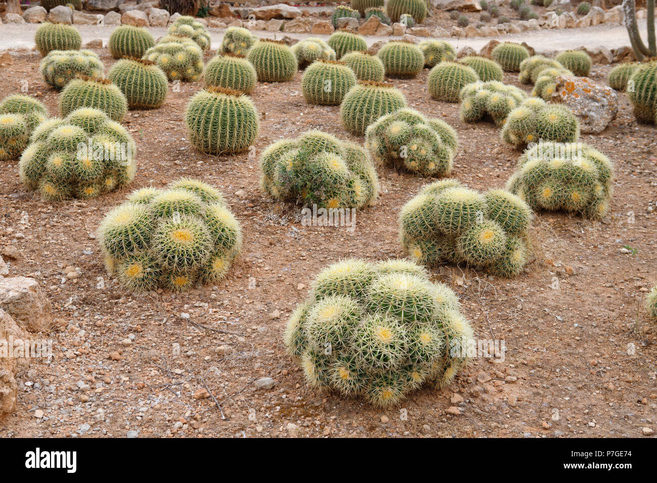 Cactus globes in Botanicactus garden, Mallorca, Spain. Echinocactus ...