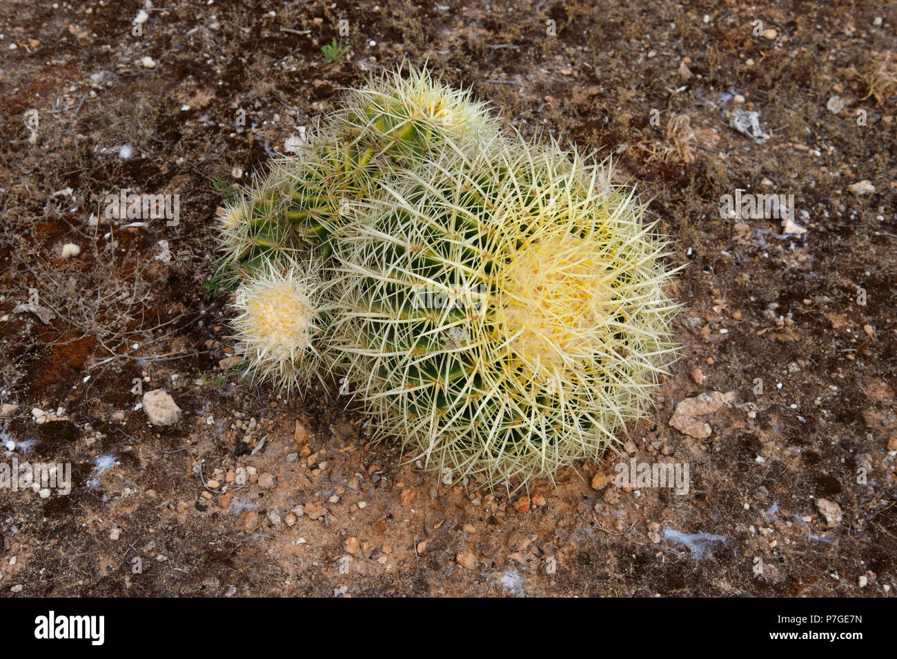 Cactus globes in Botanicactus garden, Mallorca, Spain. Echinocactus ...
