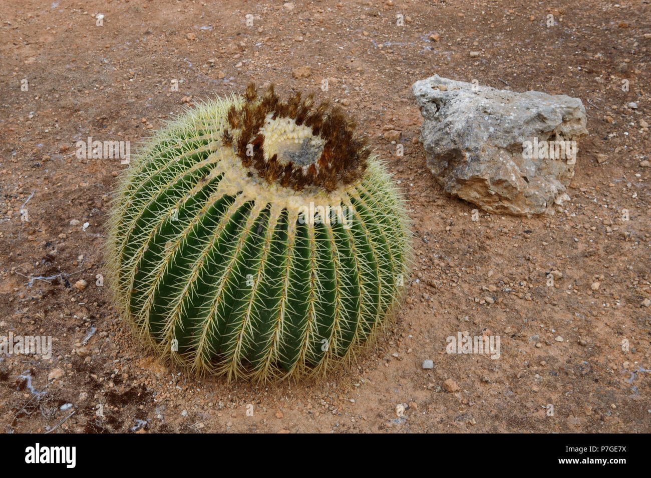 Globe cactus cacti hi-res stock photography and images - Alamy