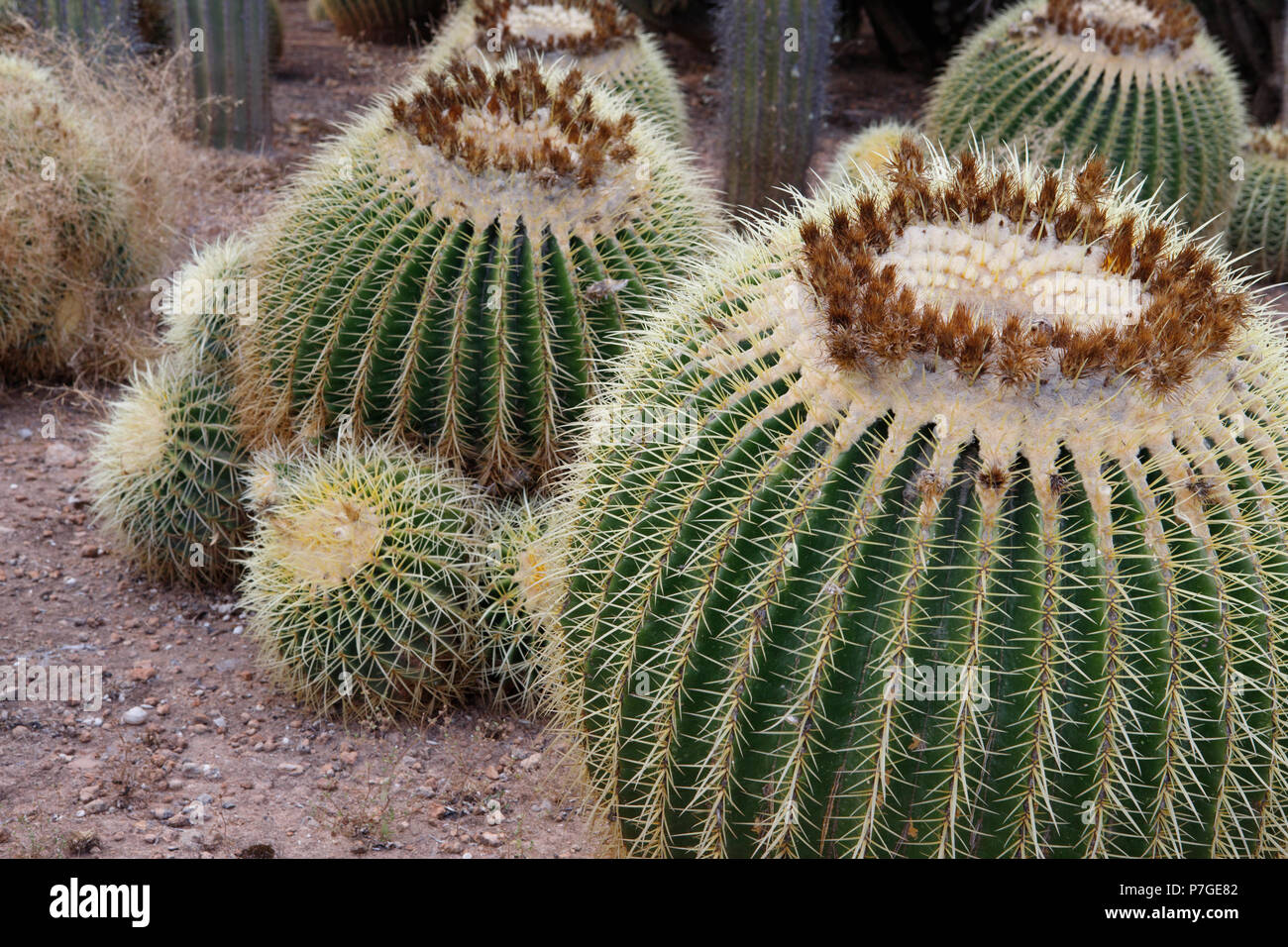 Cactus globes in Botanicactus garden, Mallorca, Spain. Echinocactus ...