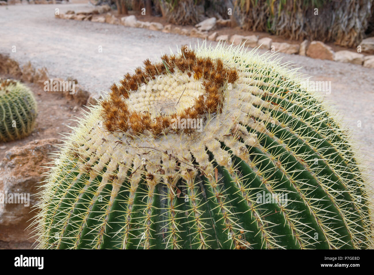 Globe cactus cacti hi-res stock photography and images - Alamy
