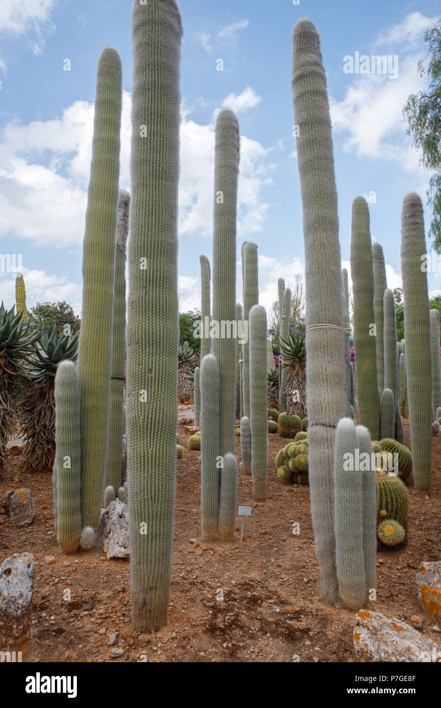 Cactus plants in Botanicactus garden, Mallorca, Spain. Cephalocereus ...