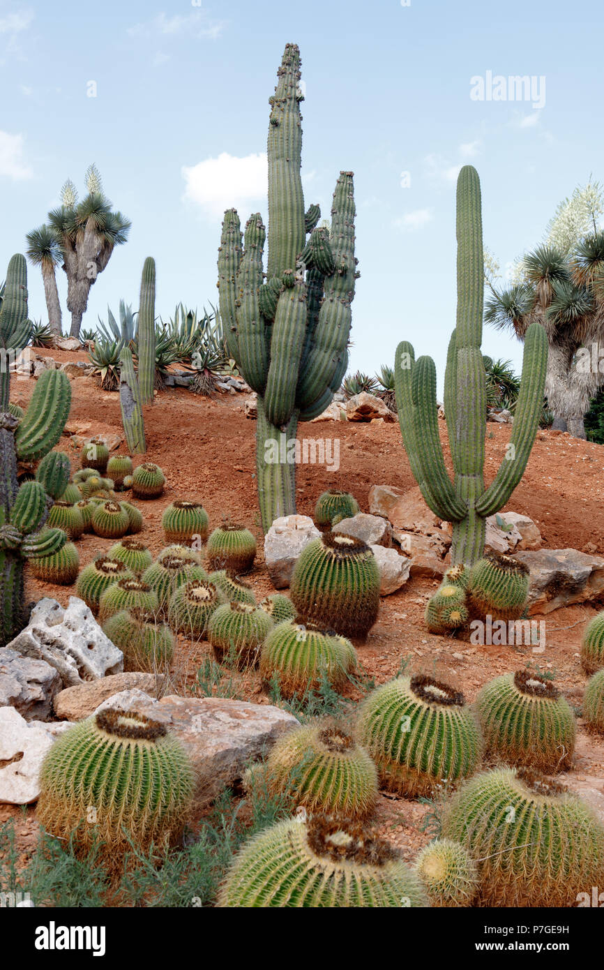 Cactus globes in Botanicactus garden, Mallorca, Spain. Echinocactus ...