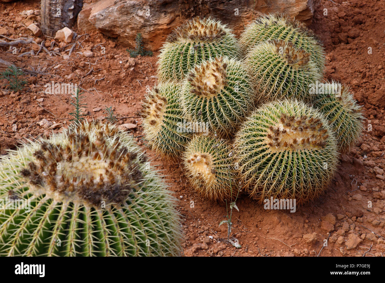 Cactus globes in Botanicactus garden, Mallorca, Spain. Echinocactus ...
