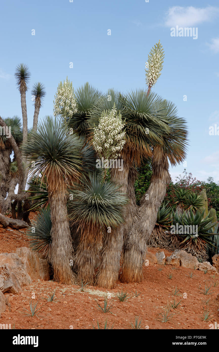 Yucca Rostrata, origen Mexico, in Botanicactus garden, Mallorca, Spain ...