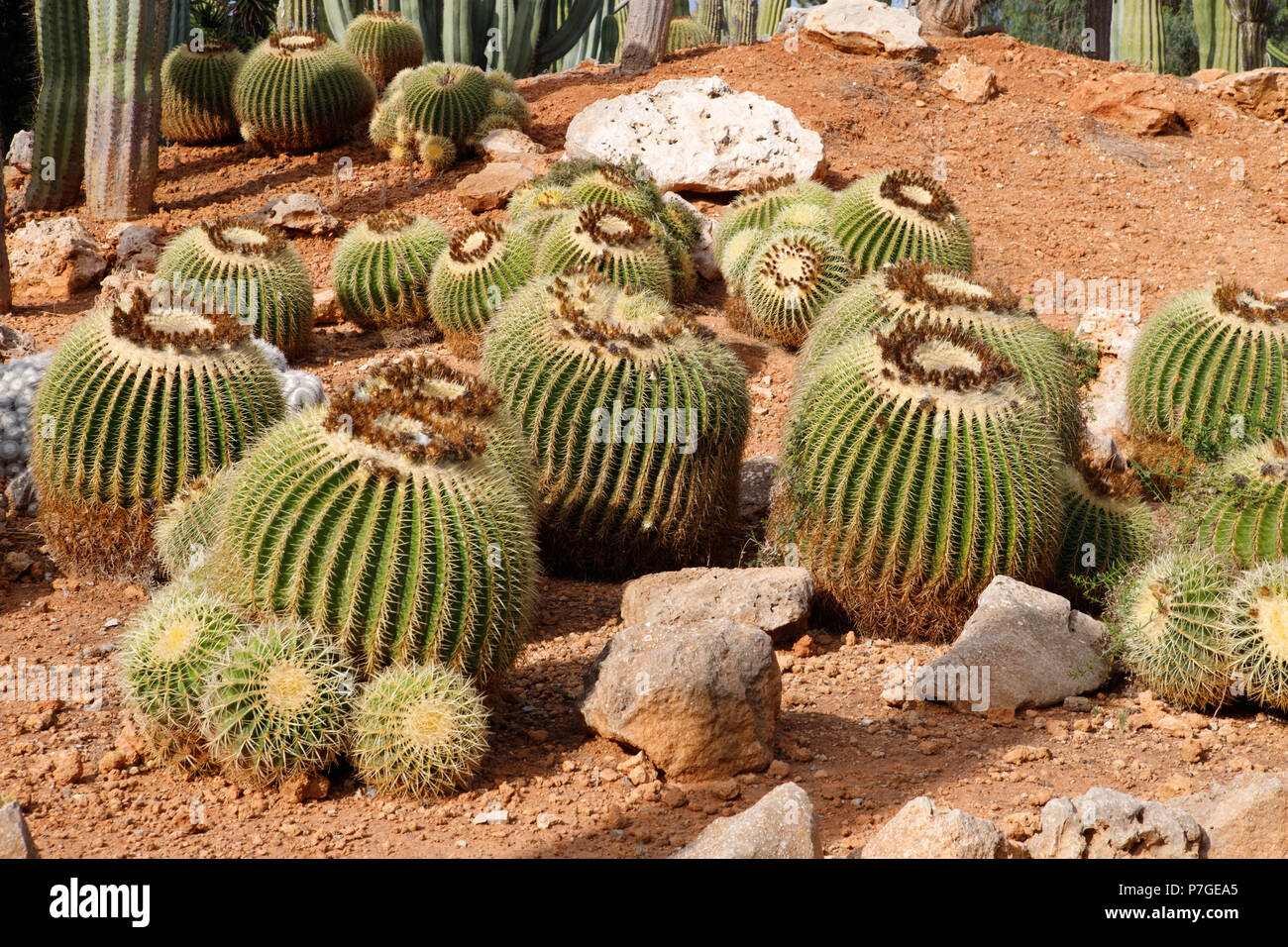 Cactus globes in Botanicactus garden, Mallorca, Spain. Echinocactus ...