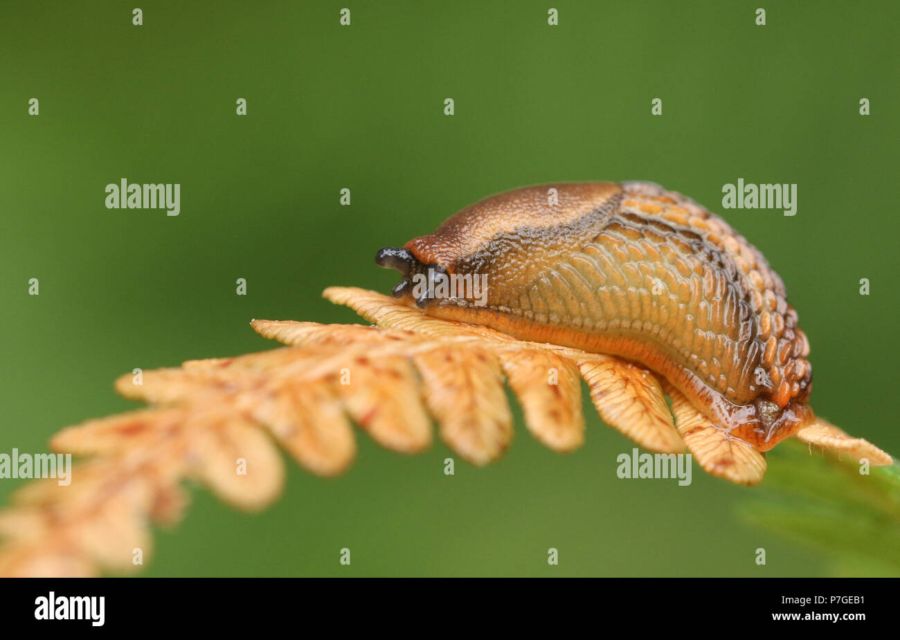 Arion subfuscus dusky slug hi-res stock photography and images - Alamy