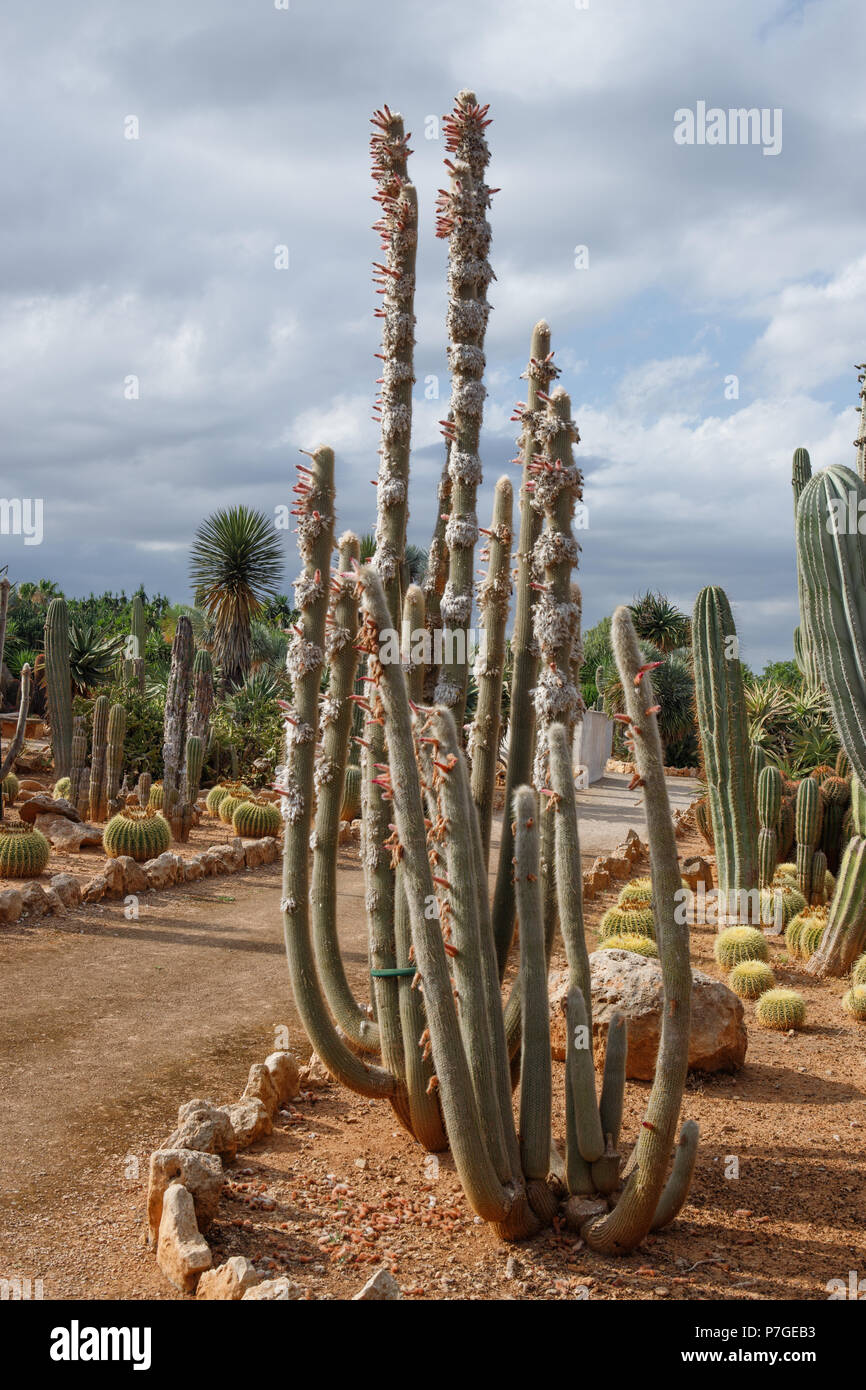 Cactus plants in Botanicactus garden, Mallorca, Spain. Cephalocereus ...