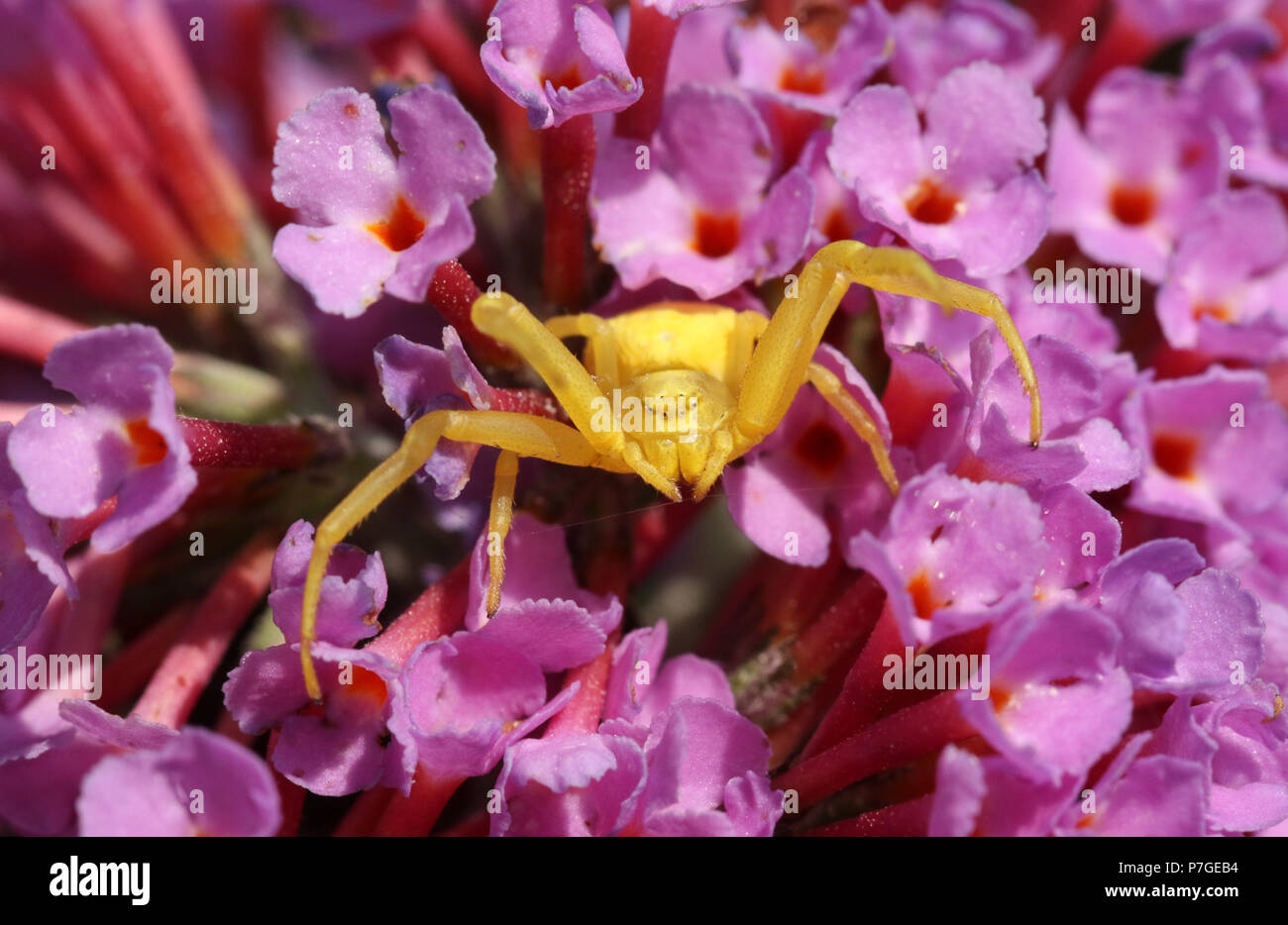 A Yellow Crab Spider, Thomisidae (Misumena vatia) hunting on a Buddleia ...