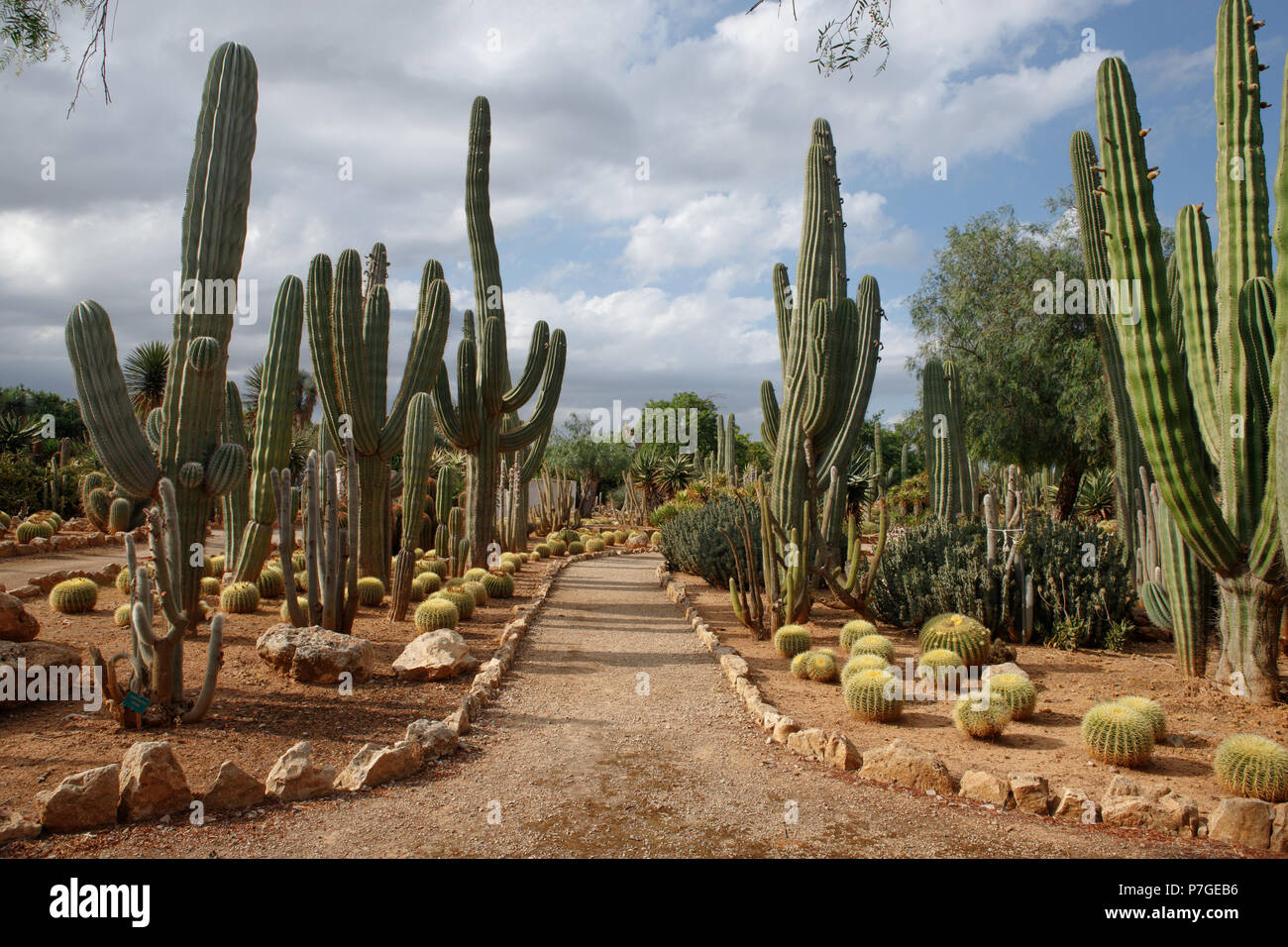 Trichocereus Pasacana cactus, origen Mexico, in Botanicactus garden ...
