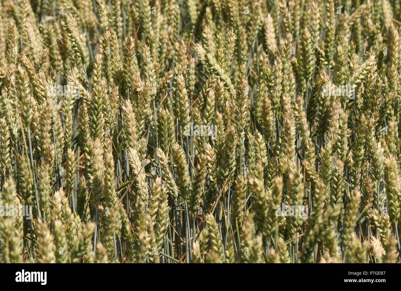 Wheat (Triticum) growing in a farmers field in the uk Stock Photo - Alamy