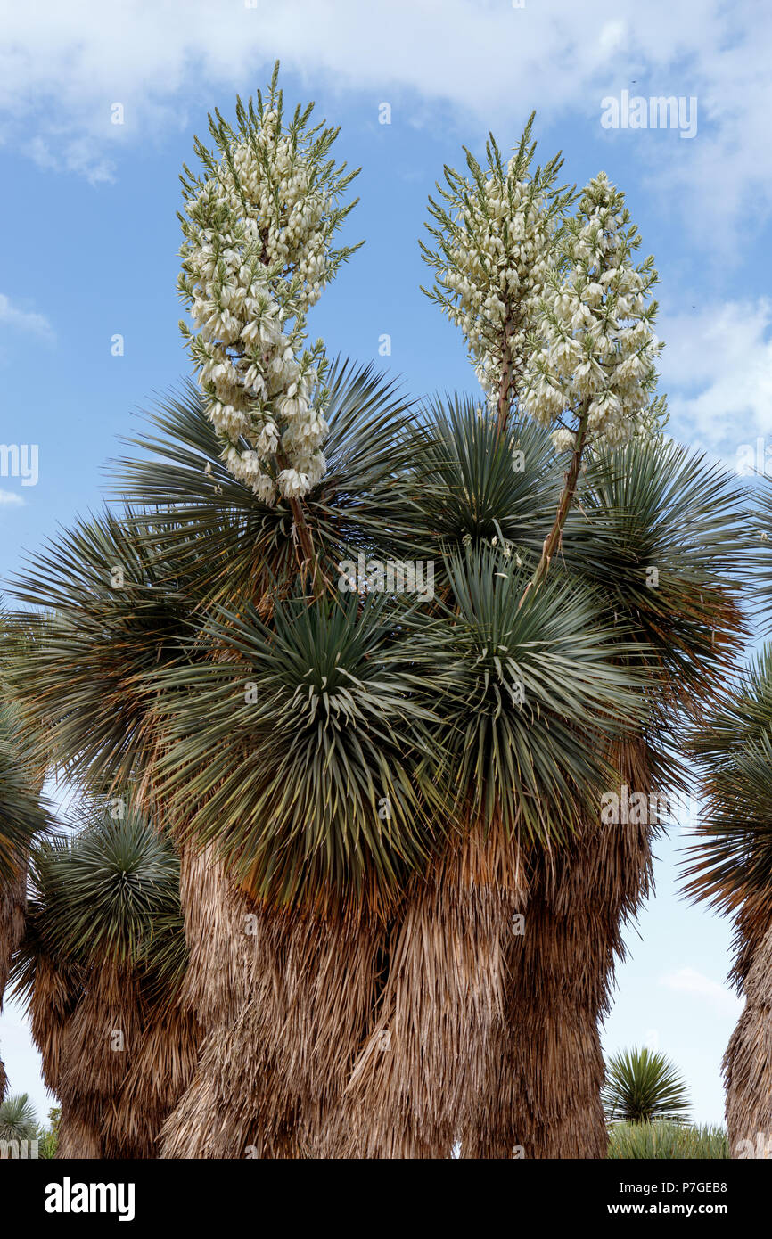 Yucca rostrata hi-res stock photography and images - Alamy