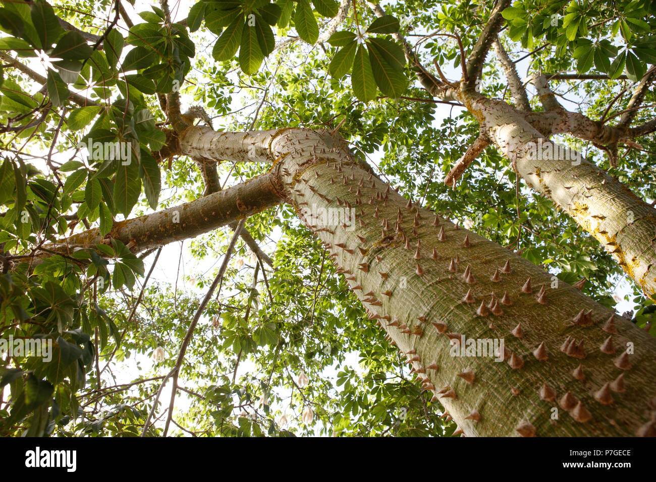 Chorisia tree hi-res stock photography and images - Alamy