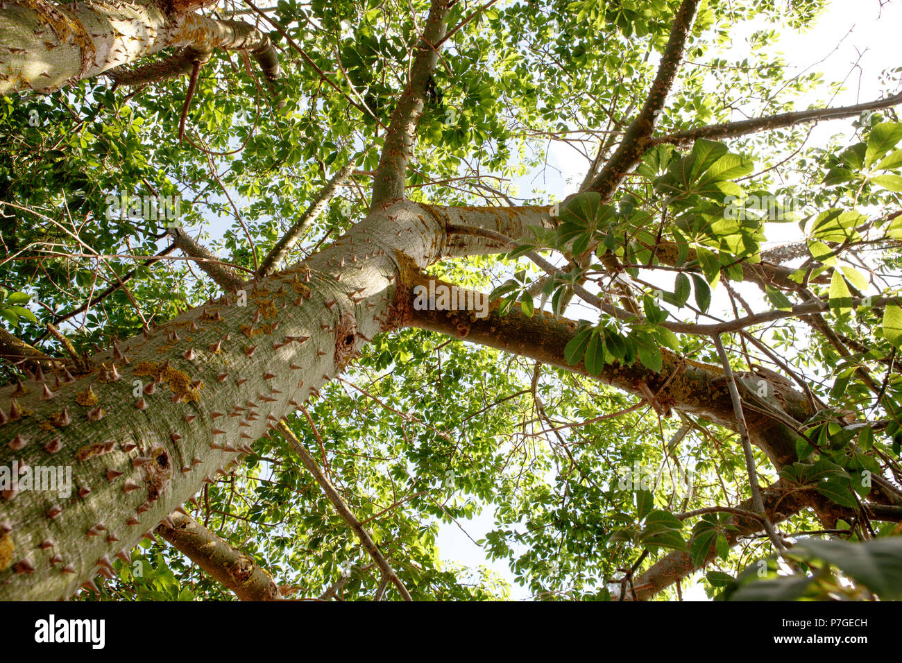 Tree Parkinsonia, flora botanical Stock Photo - Alamy