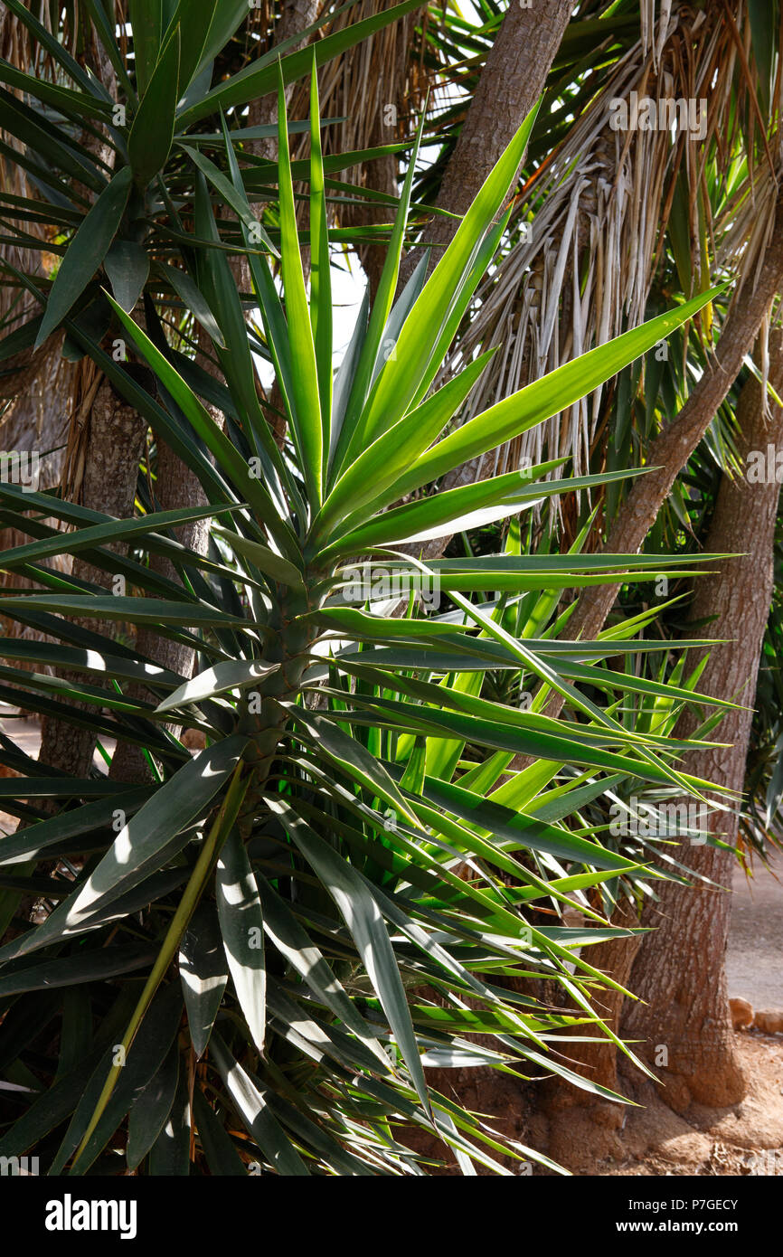 Yucca Guatemaltensis group, origen Mexico, in Botanicactus garden ...