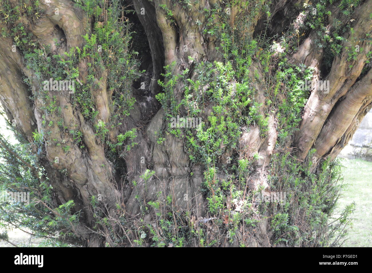 Dunkeld tree cathedral hi-res stock photography and images - Alamy